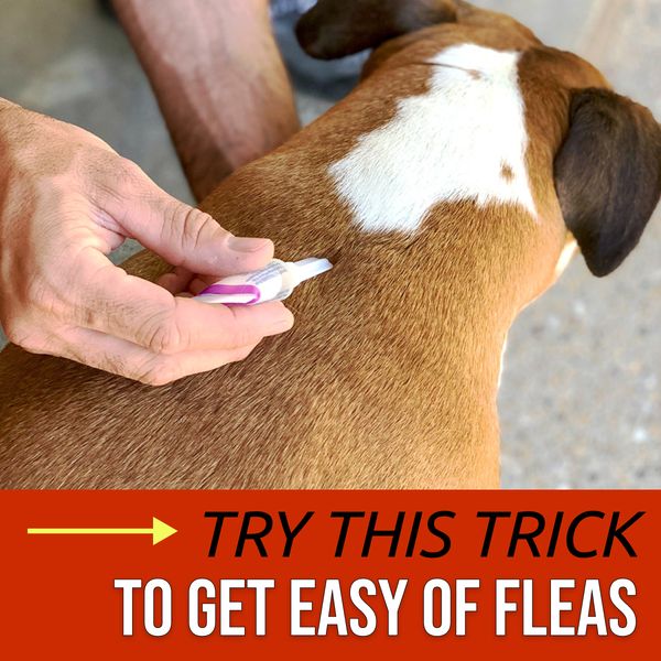 A Comprehensive Guide on How to Handle Fleas on Dogs - Valuable ...